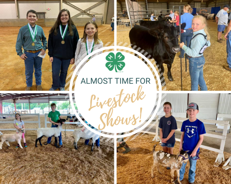 4-H Livestock | Smith County